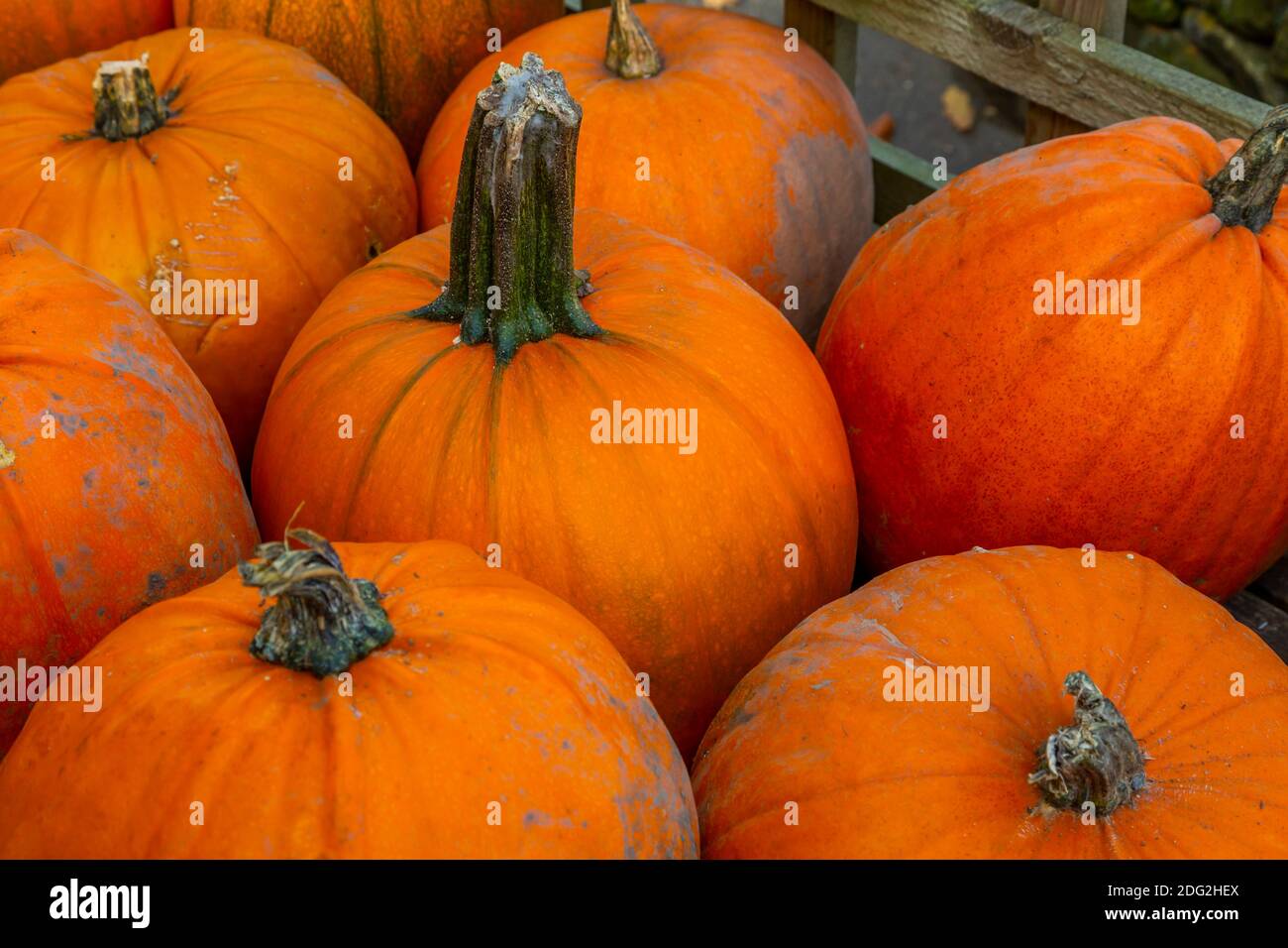 Pumpkins displayed for sale, Farm Shop, Baslow, Derbyshire, Peak ...