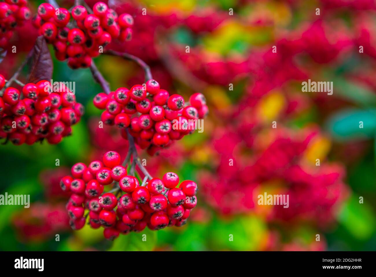 Colourful red berries, Baslow, Derbyshire, Peak District National Park ...