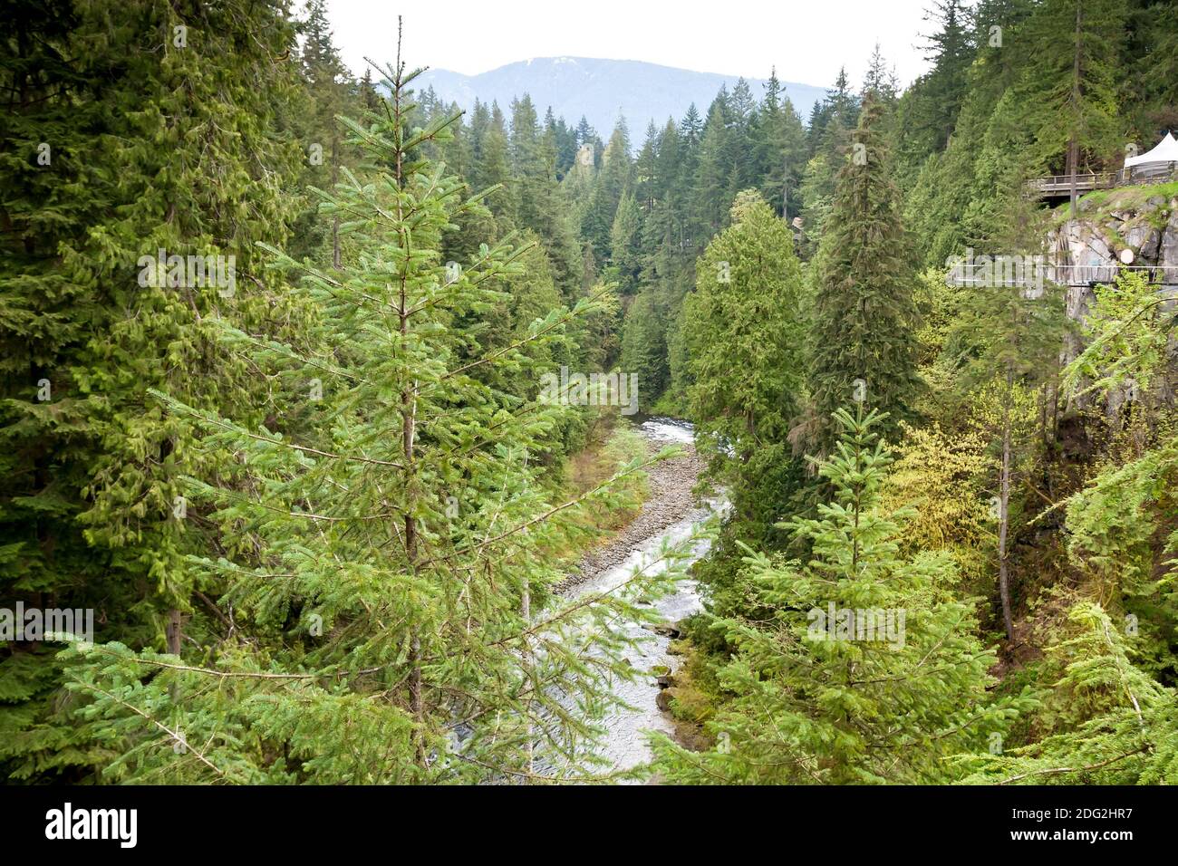 A view looking down onto the Capilano River and surrounding old-growth ...