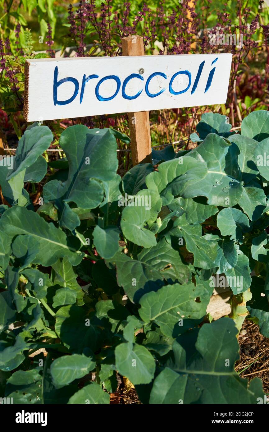A raised bed vegetable garden for a community project. With a label for ...
