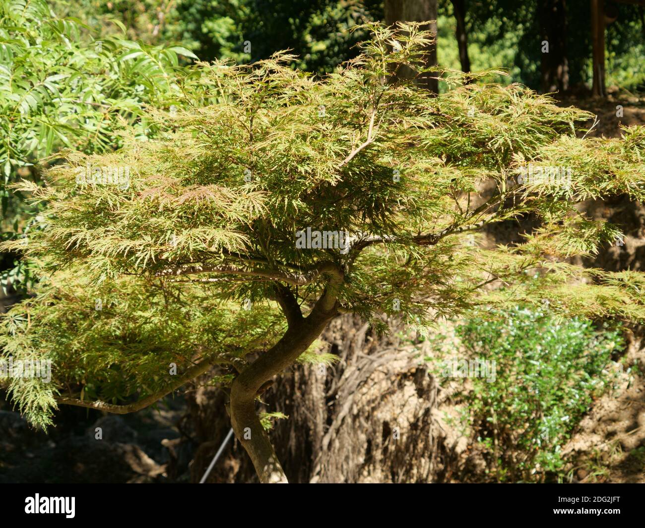 A bright green tree growing in a park Stock Photo - Alamy