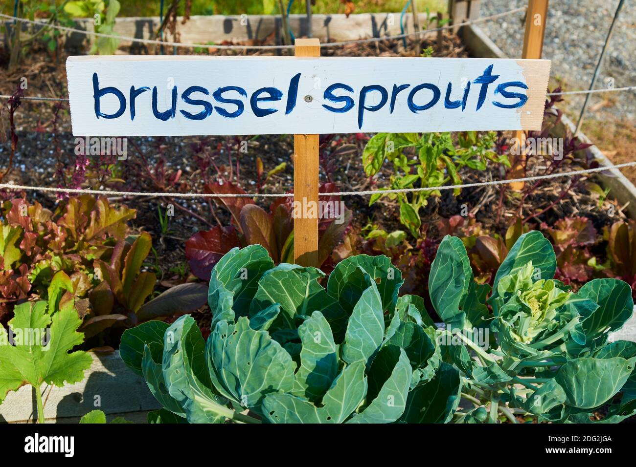 A raised bed vegetable garden for a community project. With a label for ...