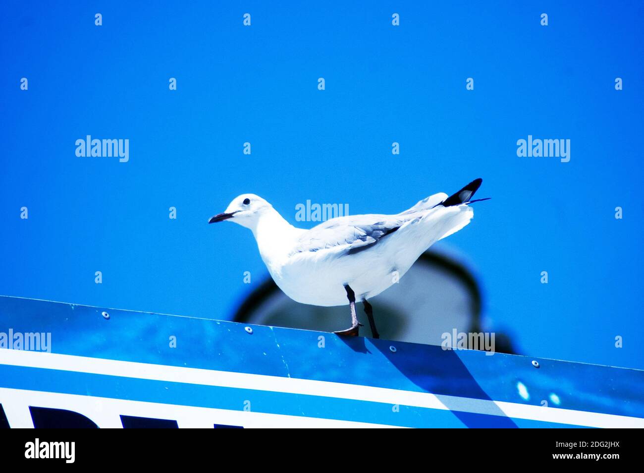 A cute release dove on the blue background Stock Photo - Alamy