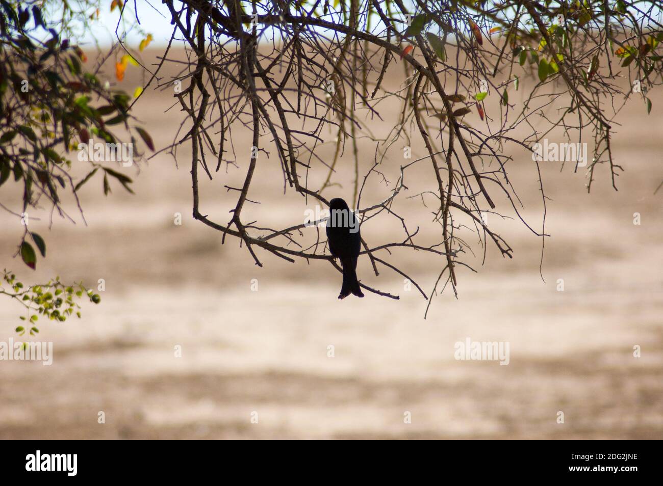 A silhouette of an alone bird sitting on a tree branch Stock Photo - Alamy