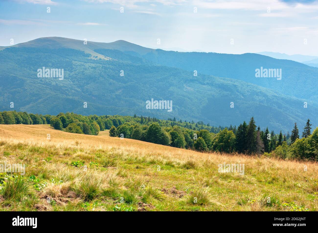 yellow grass on the meadow in mountains. beautiful nature landscape ...