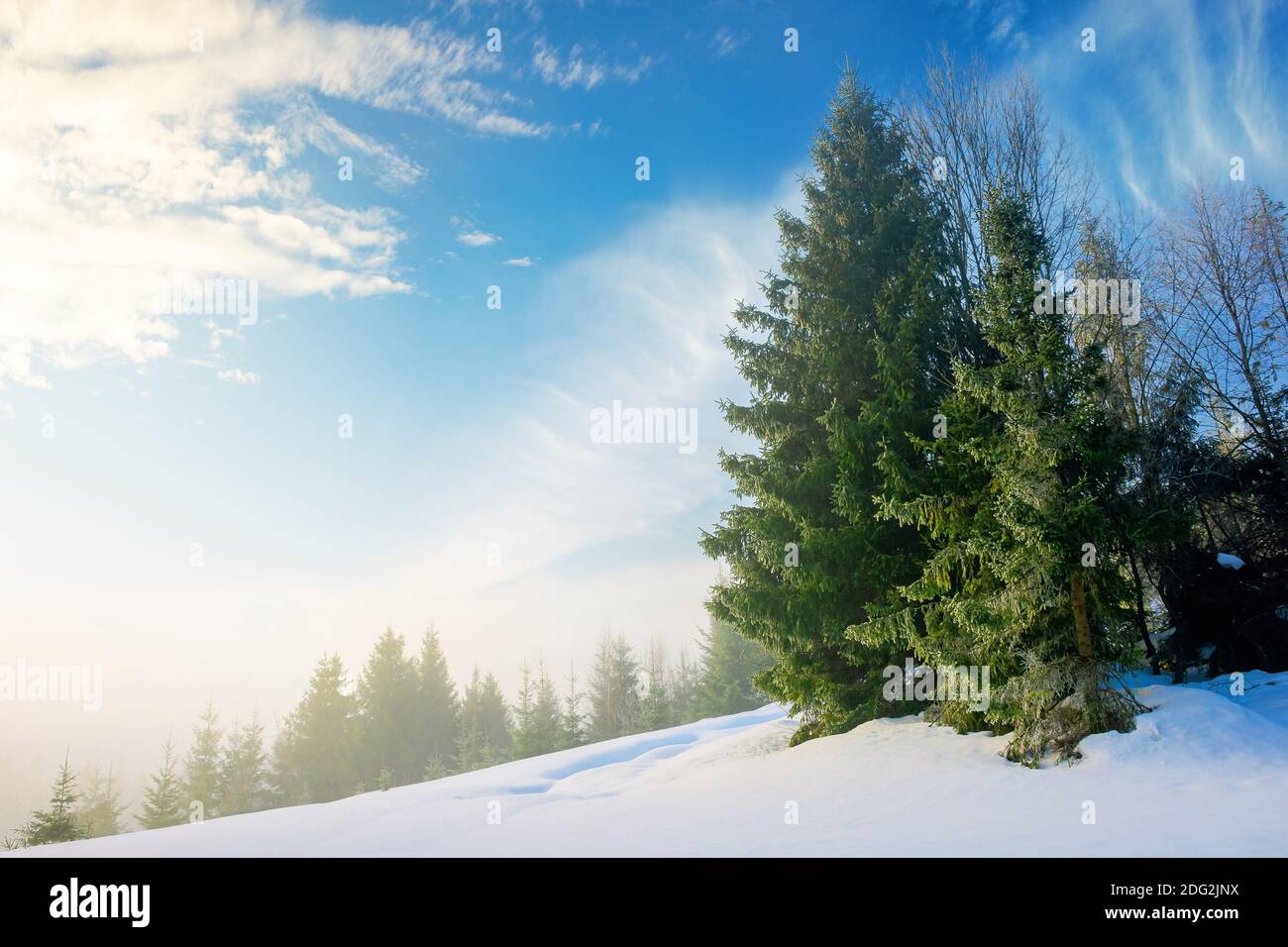 fog on a sunny winter morning. spruce trees among the glowing mist ...