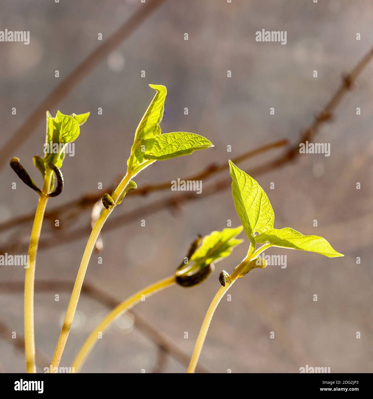 New tender leaves hi-res stock photography and images - Alamy