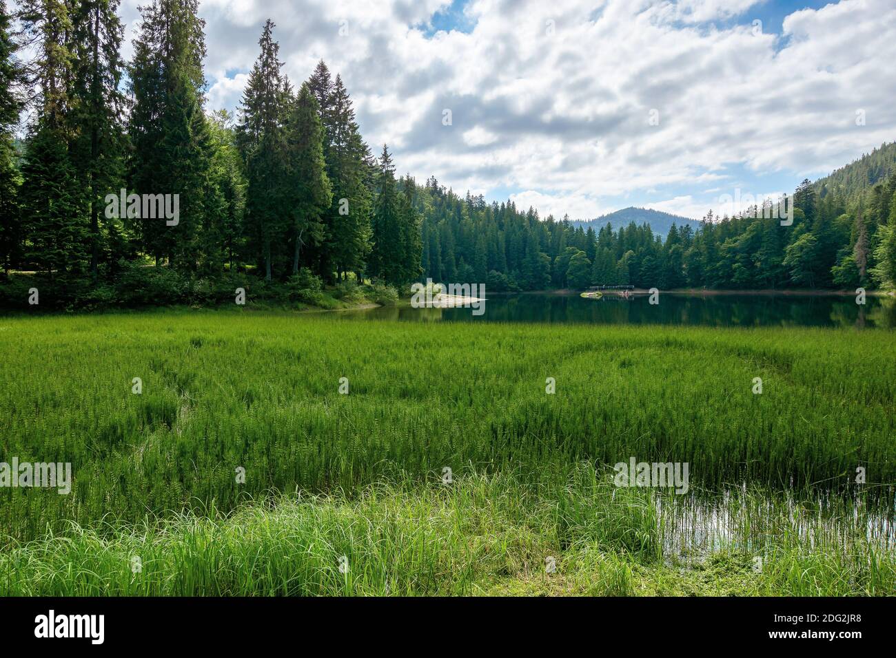 high altitude mountain lake among the forest. spruce trees on the shore ...