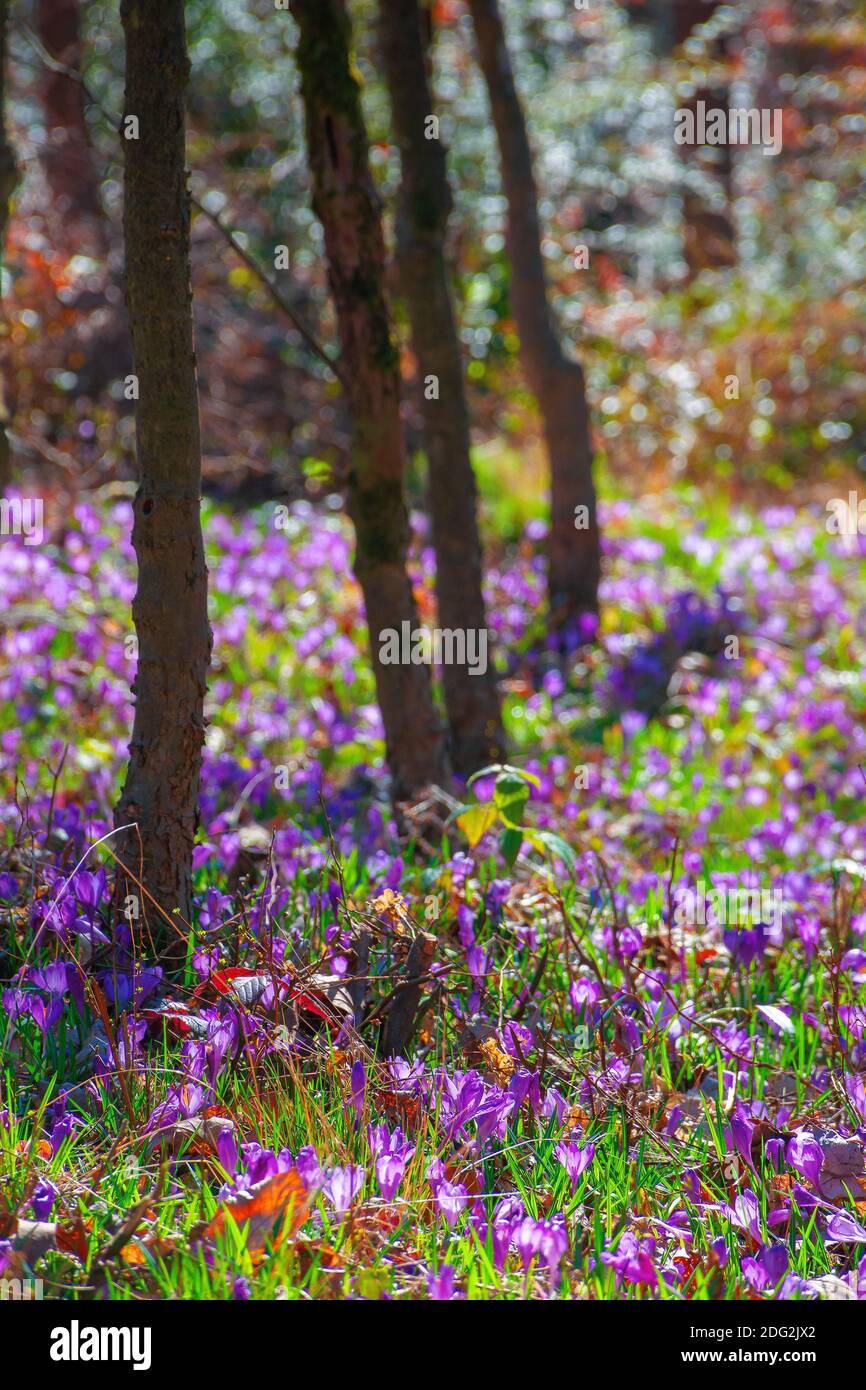 purple crocus bloom in the forest. beautiful nature scenery on a worm ...