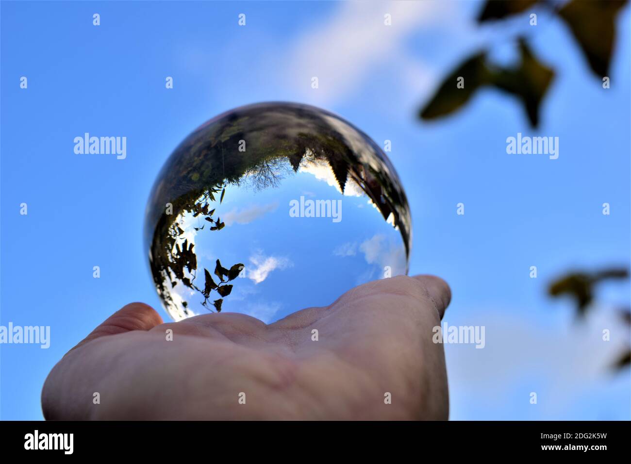 Human trees hi-res stock photography and images - Alamy