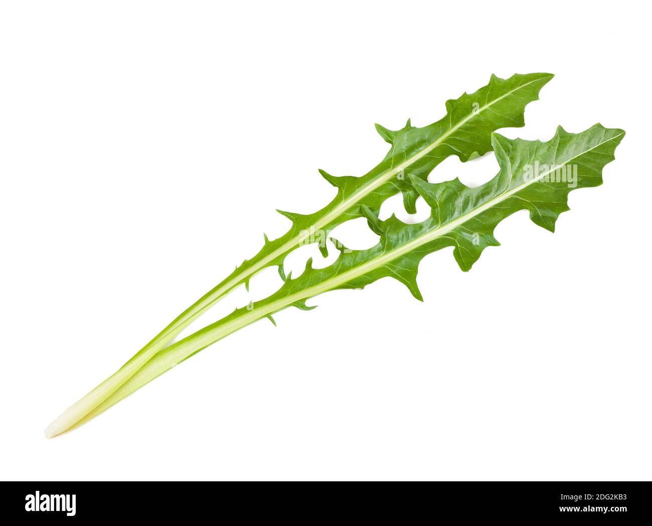 Catalogna salad leaves isolated on white background Stock Photo - Alamy