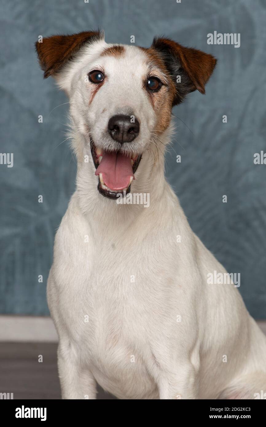 Foxterrier hi-res stock photography and images - Alamy