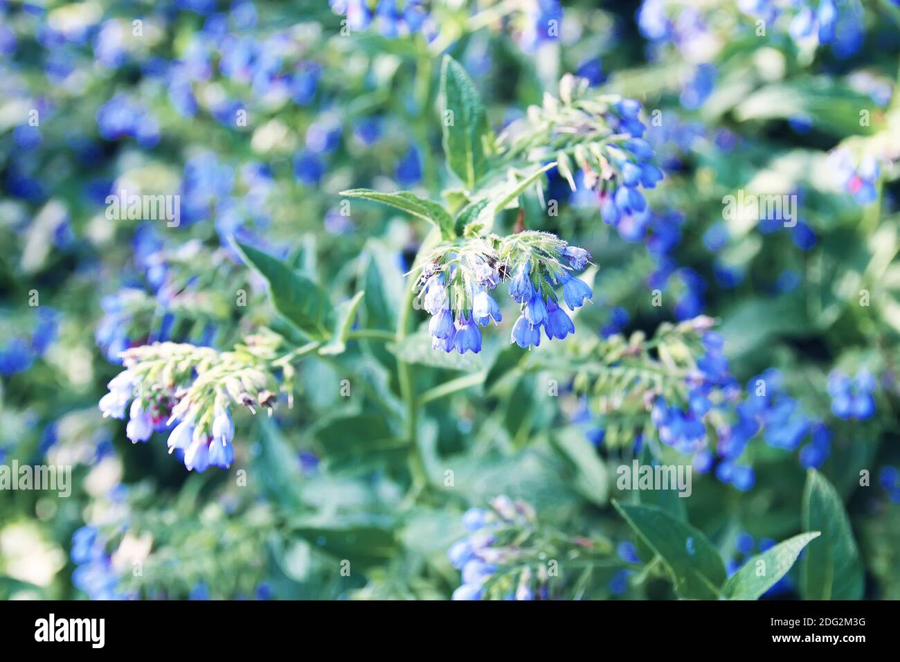 Blue summer flowers in a park Stock Photo - Alamy