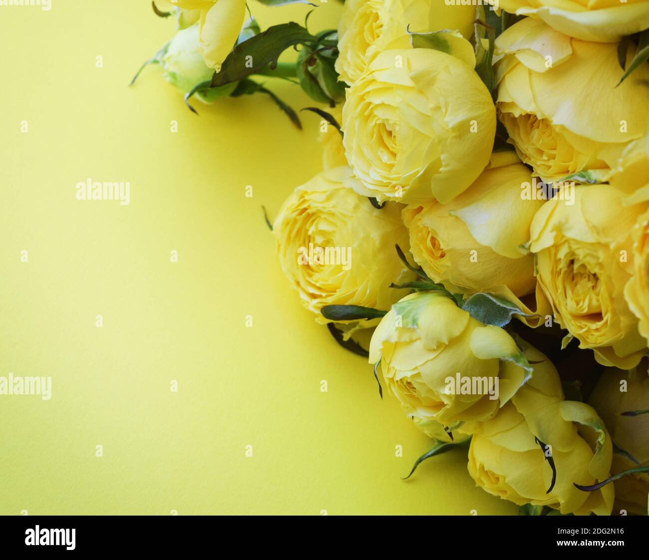 Beautiful yellow pion-shaped rose. Bouquet Shrub roses on yellow ...