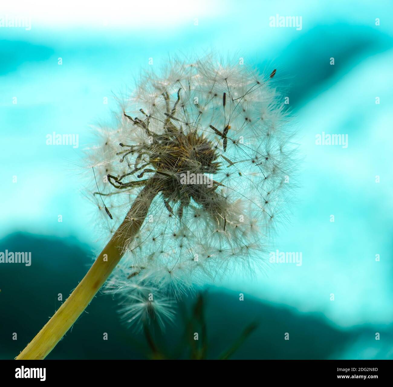 Dandelion lifecycle hi-res stock photography and images - Alamy