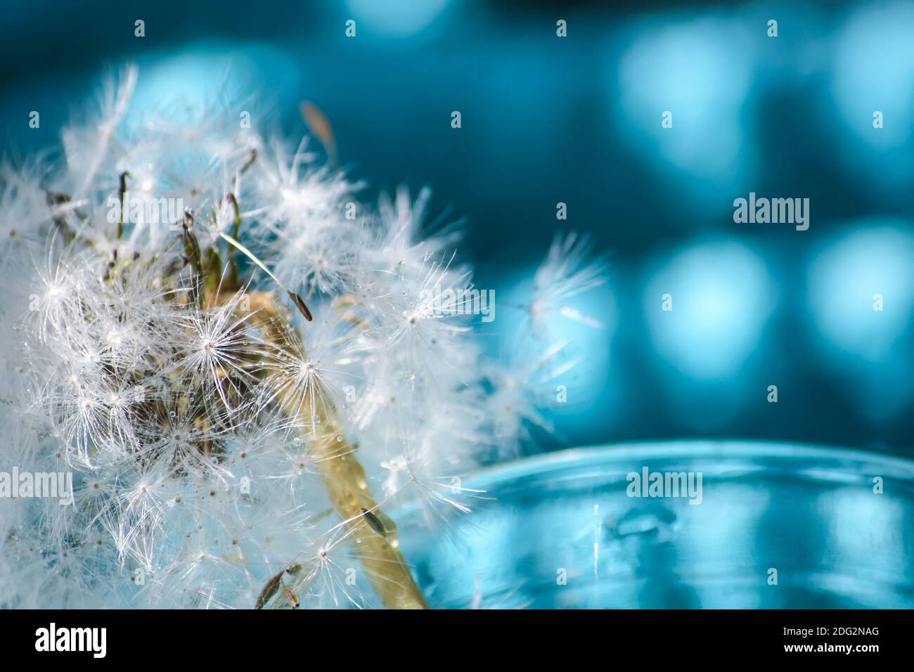 Dandelion seeds blowing away close up Stock Photo - Alamy