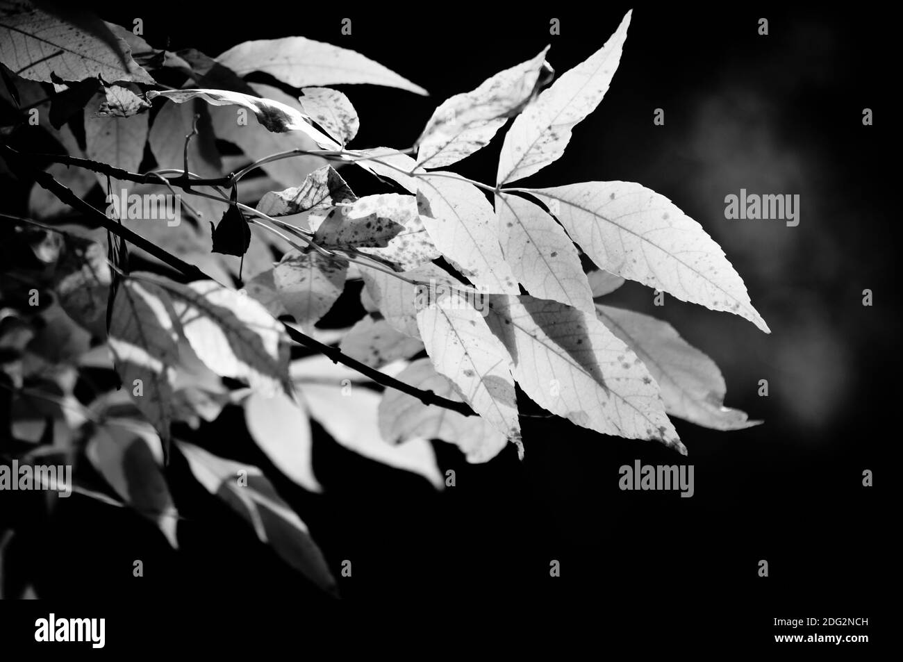 Photosynthesis leaves Black and White Stock Photos & Images - Alamy