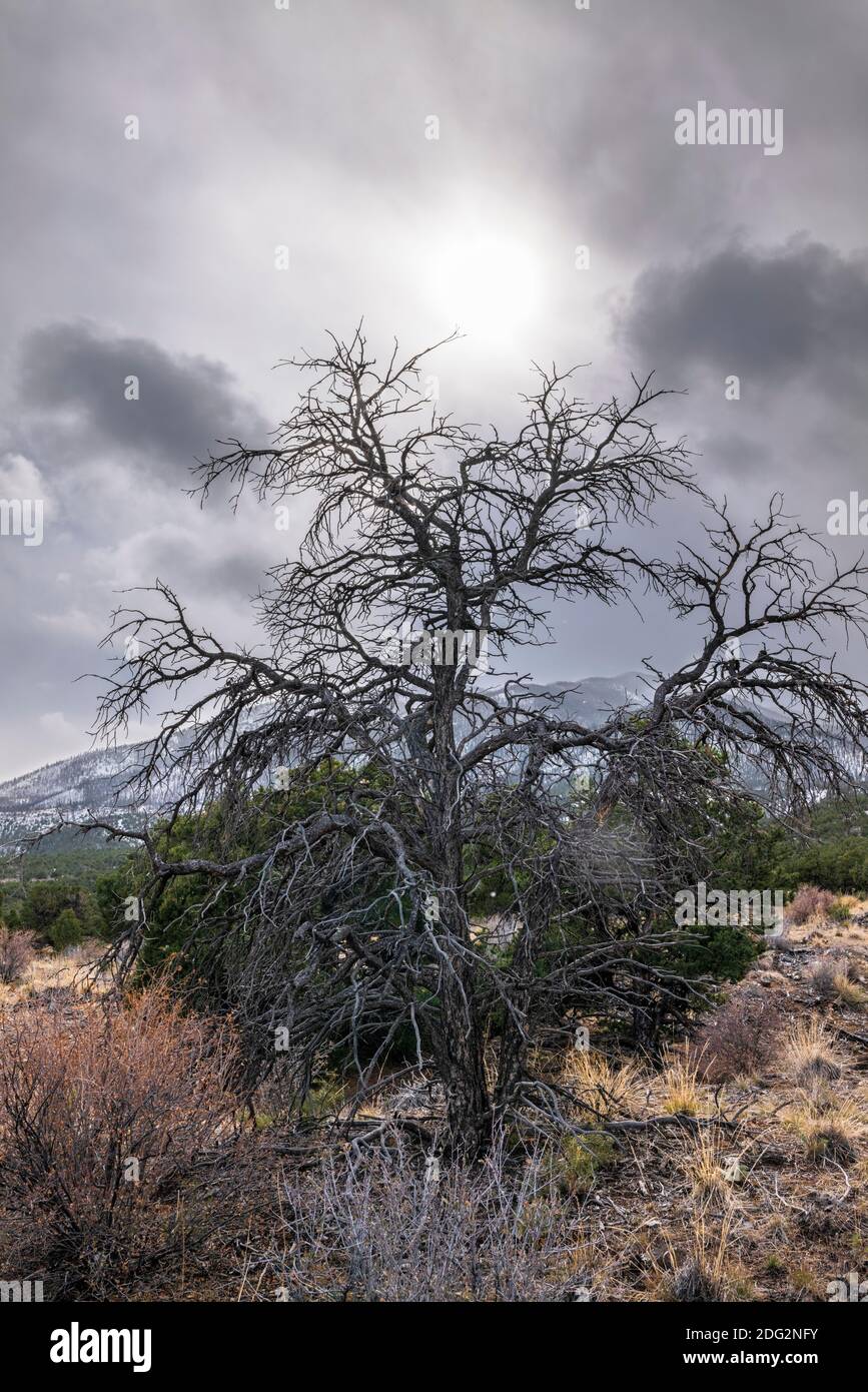 Death dead symbolic hi-res stock photography and images - Alamy