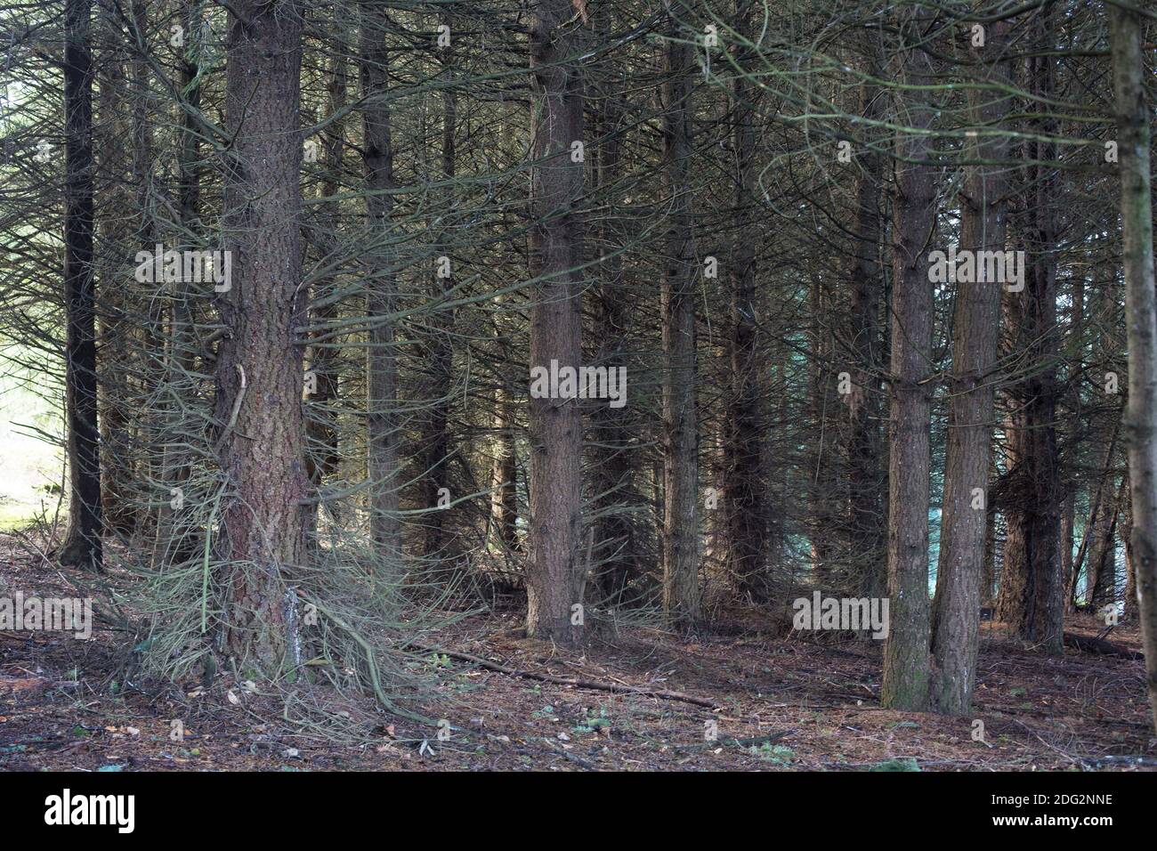 Reforestation forest oregon garden hi-res stock photography and images ...