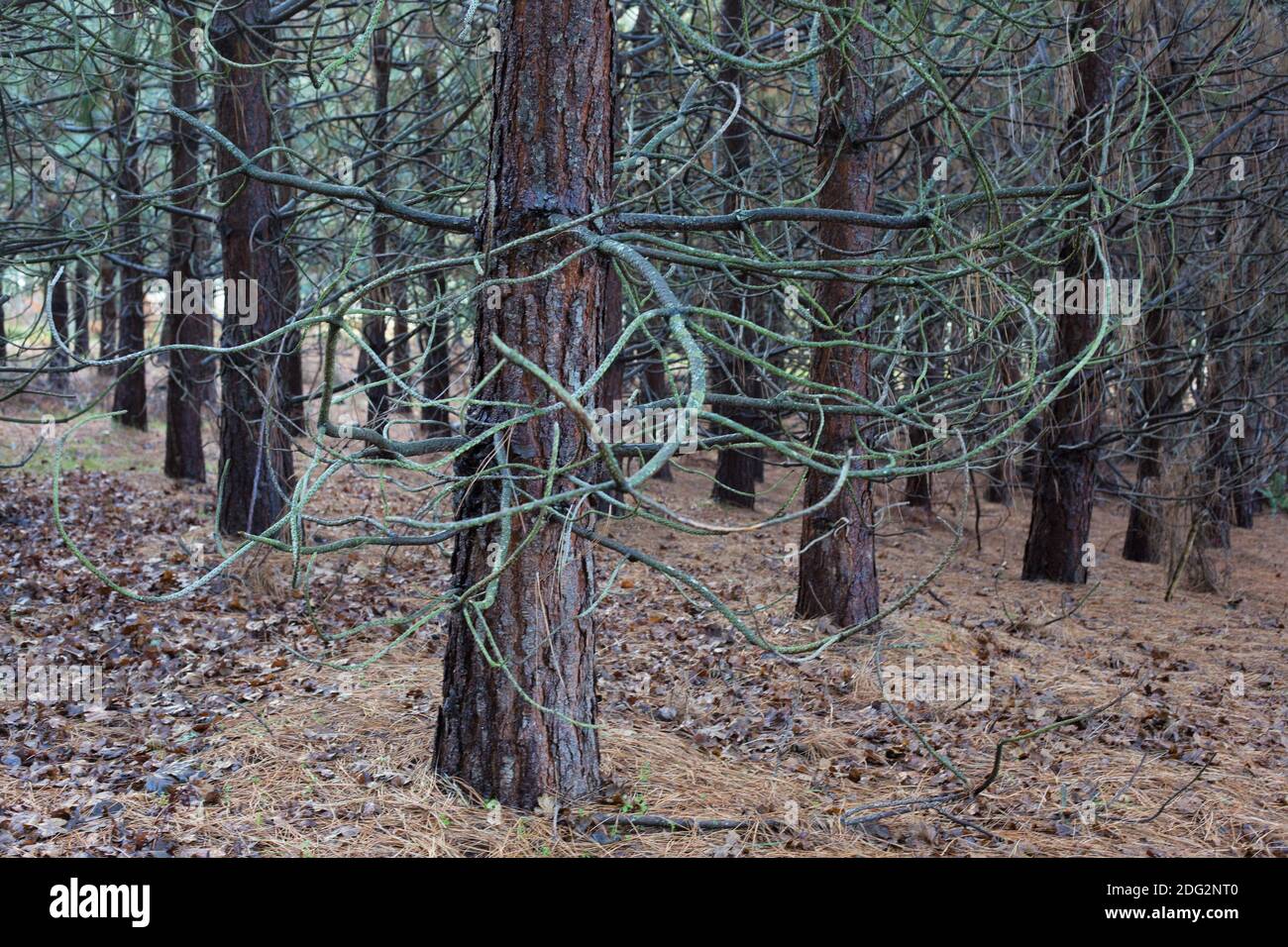 Reforestation forest oregon garden hi-res stock photography and images ...