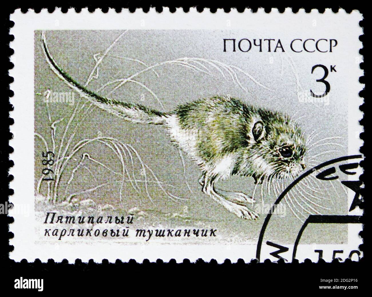 Five toed pygmy jerboa hi-res stock photography and images - Alamy