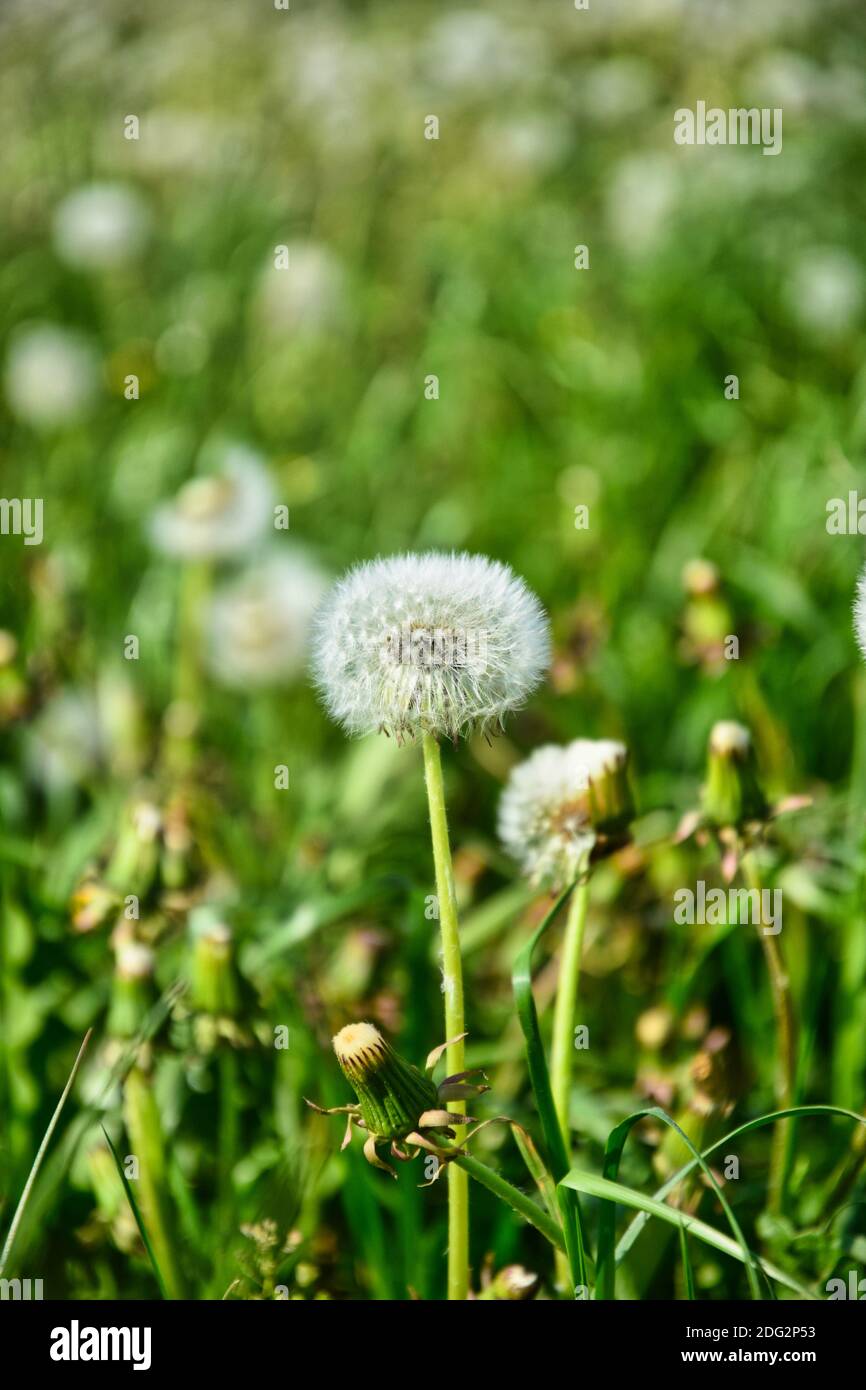 Bubble field hi-res stock photography and images - Alamy