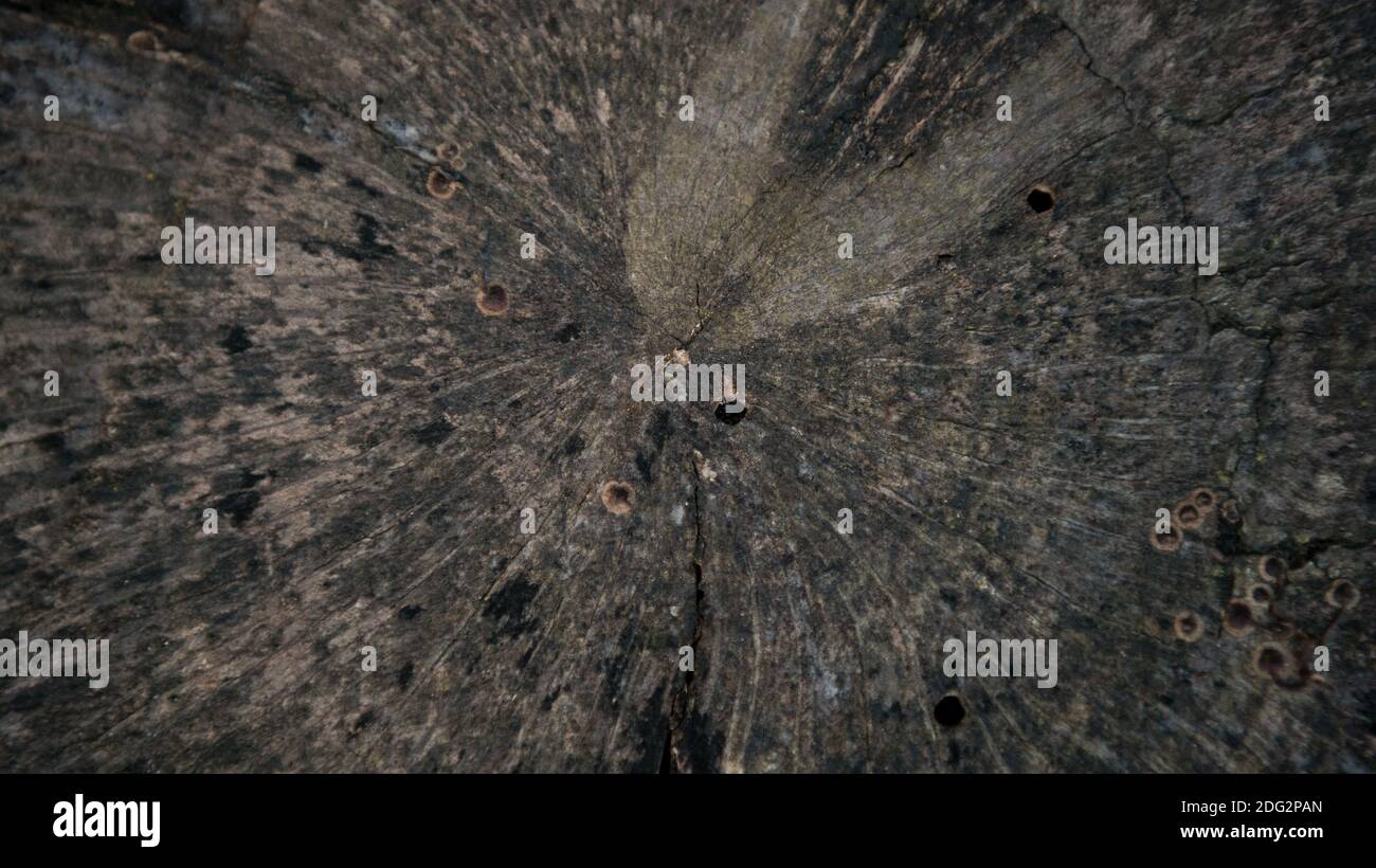 Beautiful and natural old wooden tree cut surface. Detailed dark brown ...