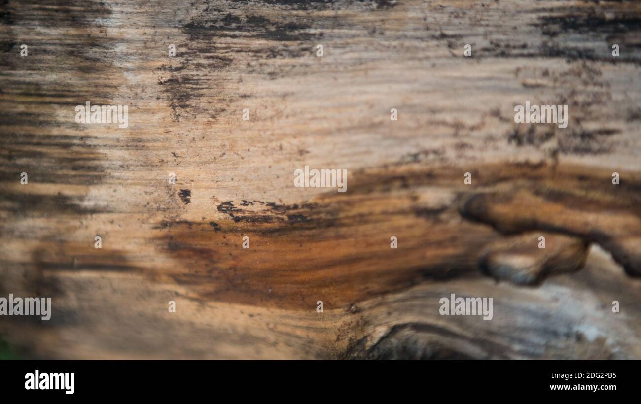 Tre texture hi-res stock photography and images - Alamy