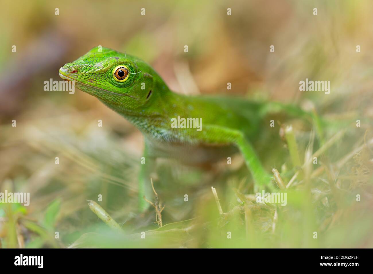 Anolis biporcatus - neotropical green anole or giant green anole ...