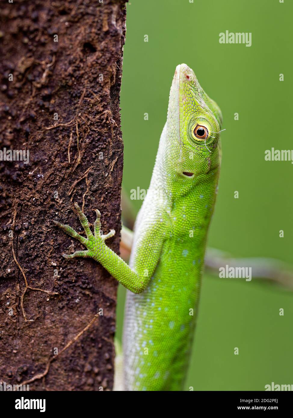 Grass anole hi-res stock photography and images - Alamy