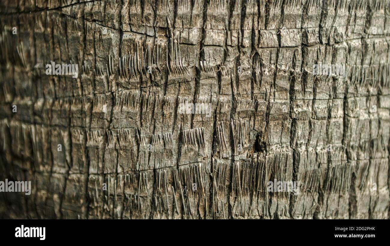 Body of oil palm tree, natural wooden textured. A surface of cut palm ...