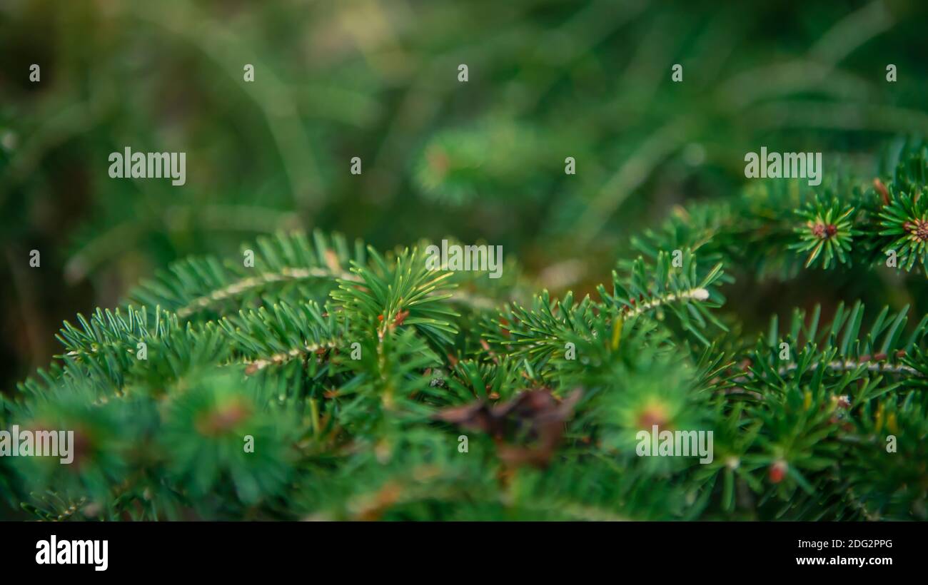 Spanish fir tree branches background. Branch close up of pine tree ...