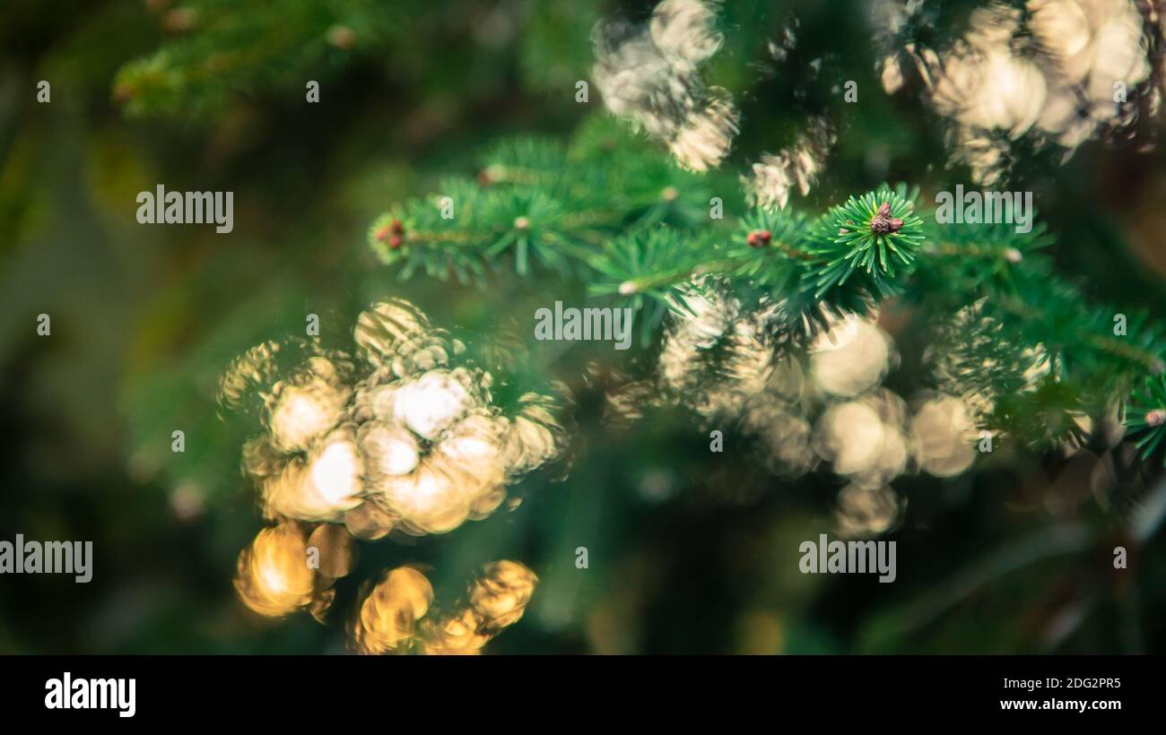 Spanish fir tree branches background. Branch close up of pine tree ...