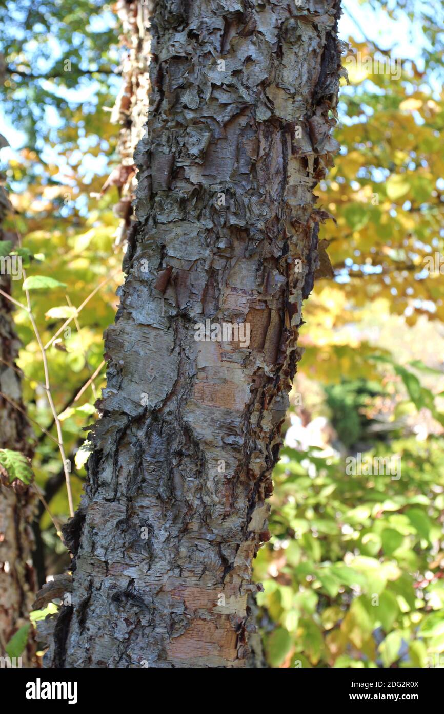 Betula nigra river birch hi-res stock photography and images - Alamy