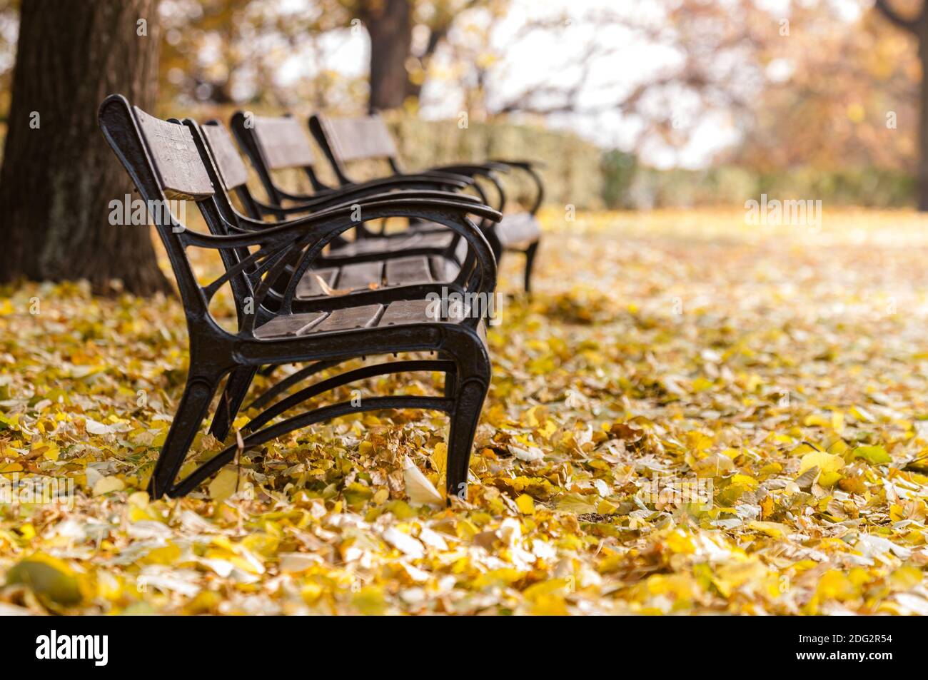 Leaves bench hi-res stock photography and images - Alamy