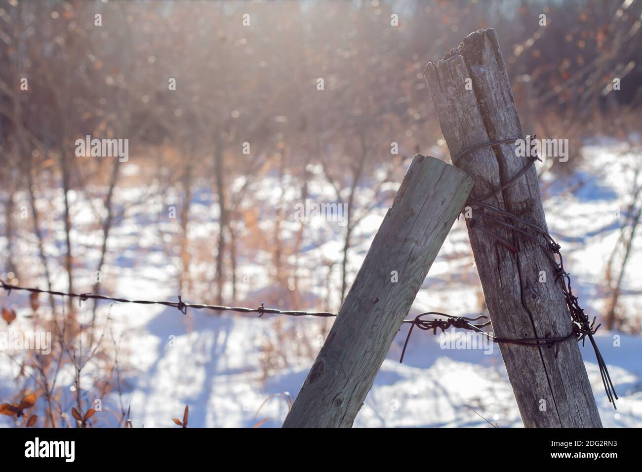 Grasses winter hi-res stock photography and images - Alamy