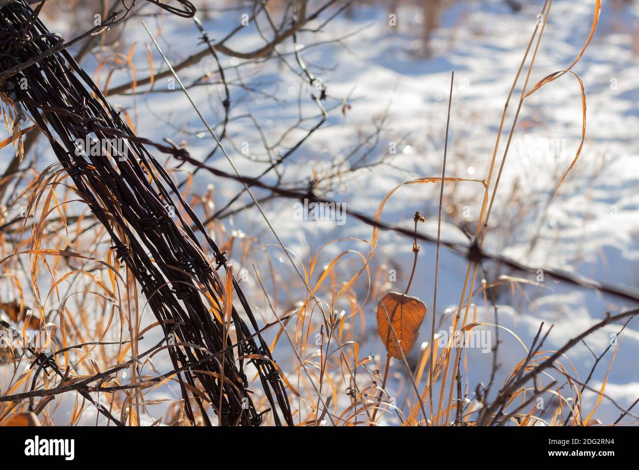 Roll of barbed wire on weathered wood fence post in pasture field ...