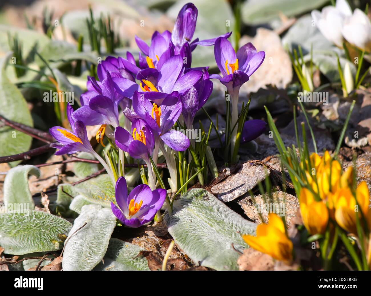Spring beautiful crocus flowers blooming in a park in sunlight Stock ...