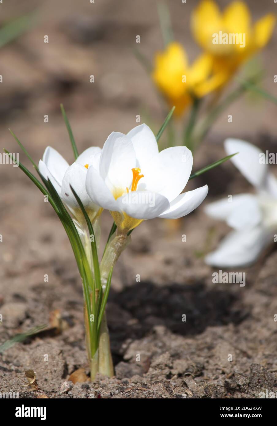 Spring beautiful white crocus flowers blooming in a park in sunlight ...
