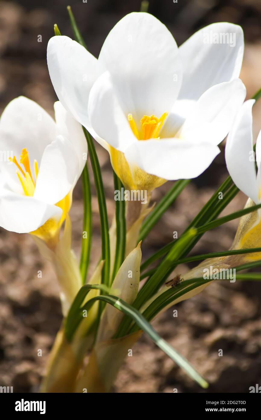 Spring beautiful white crocus flowers blooming in a park in sunlight ...
