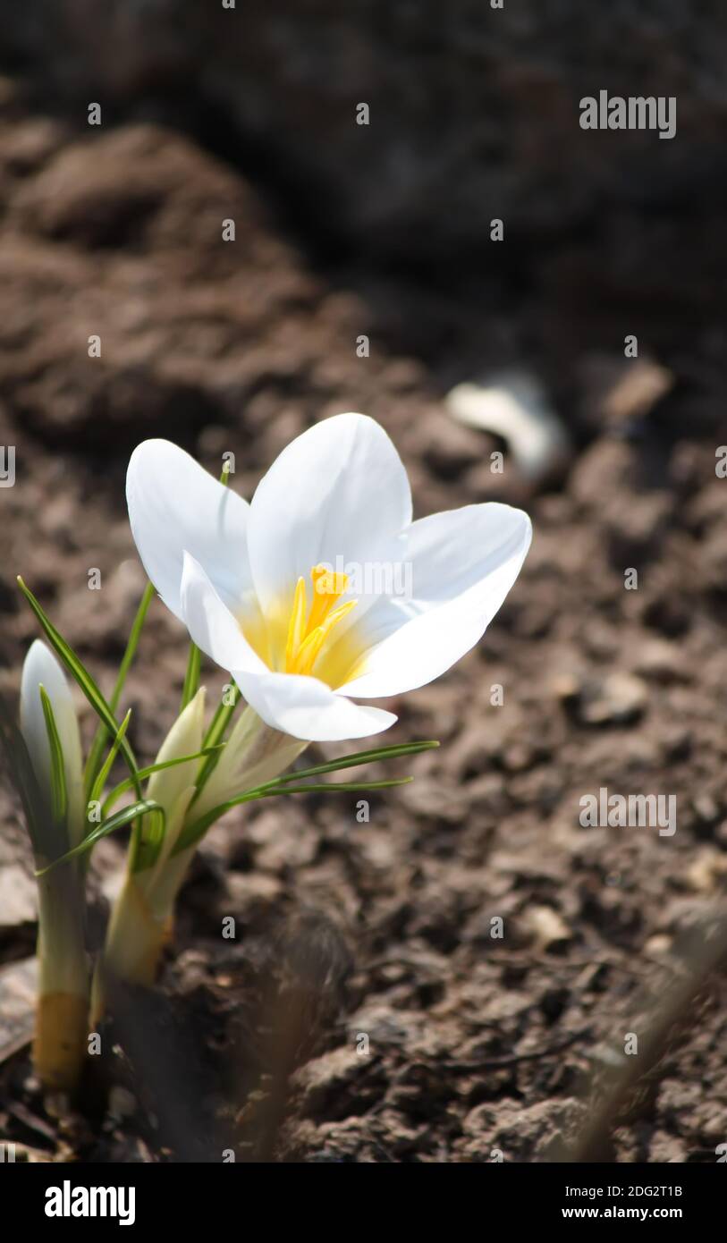 Spring beautiful white crocus flowers blooming in a park in sunlight ...