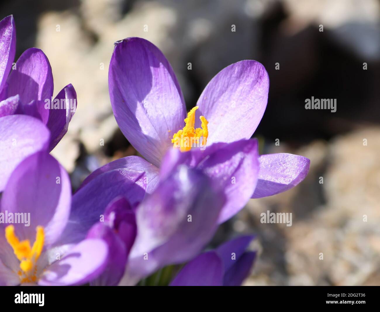Spring beautiful crocus flowers blooming in a park in sunlight Stock ...
