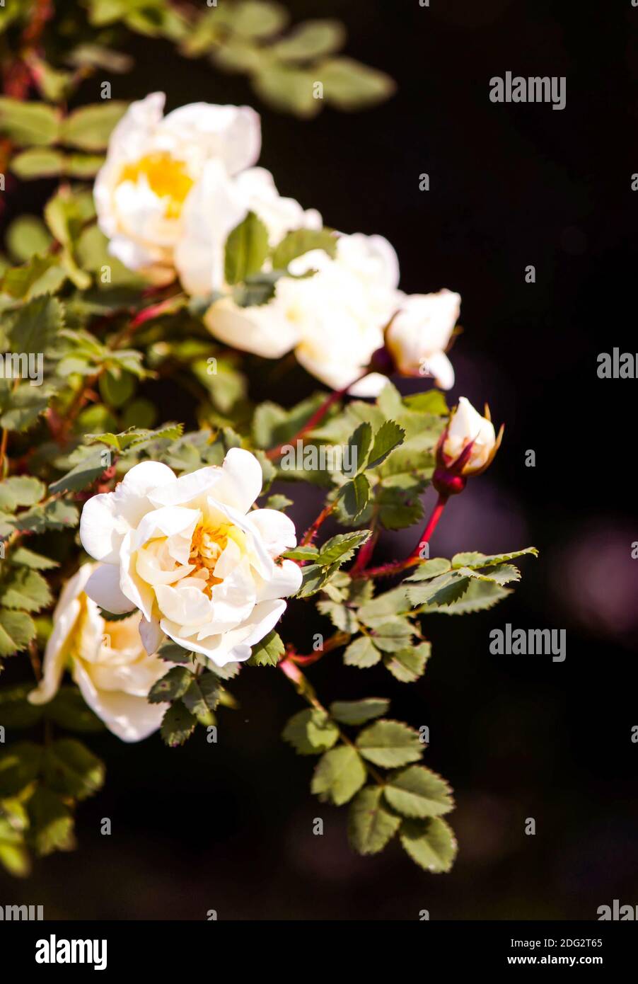 Spring beautiful white rose flowers blooming in a park in sunlight ...