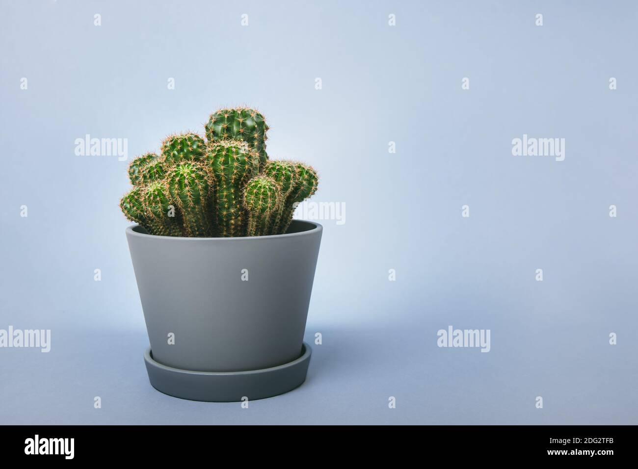 Cactus front view in grey ceramic pot on the light gray background ...
