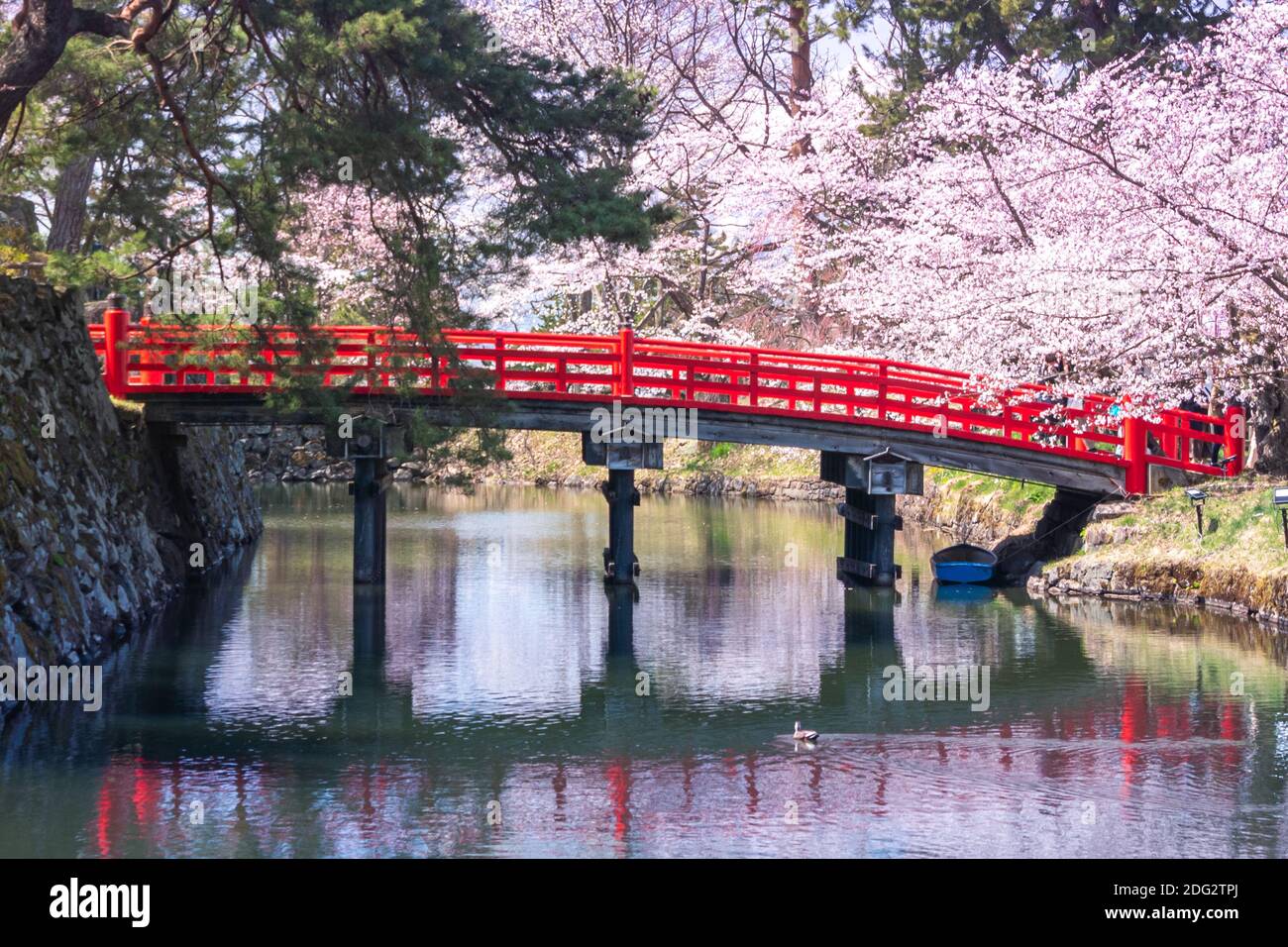 Blooming sakura trees over red bridge and water in Japan Stock Photo ...