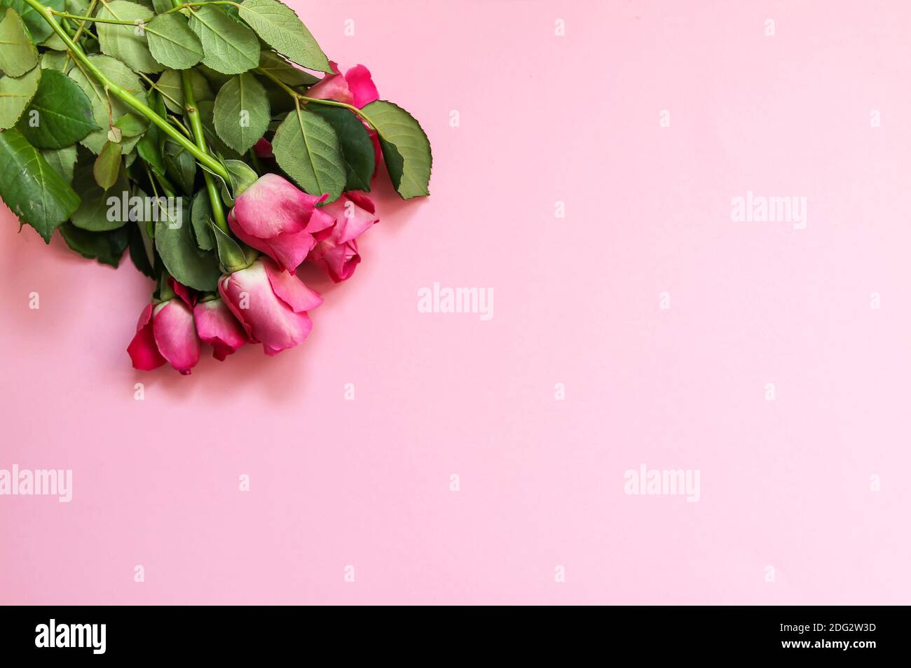 Beautiful pink fresh roses bouquet on soft background Stock Photo - Alamy