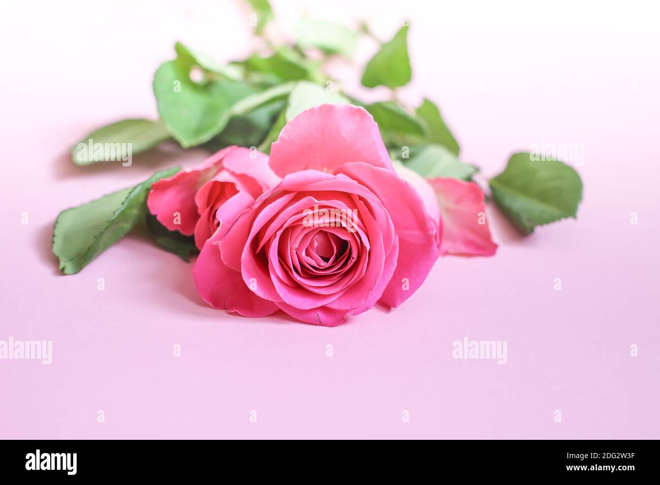 Beautiful pink fresh roses bouquet on soft background Stock Photo - Alamy
