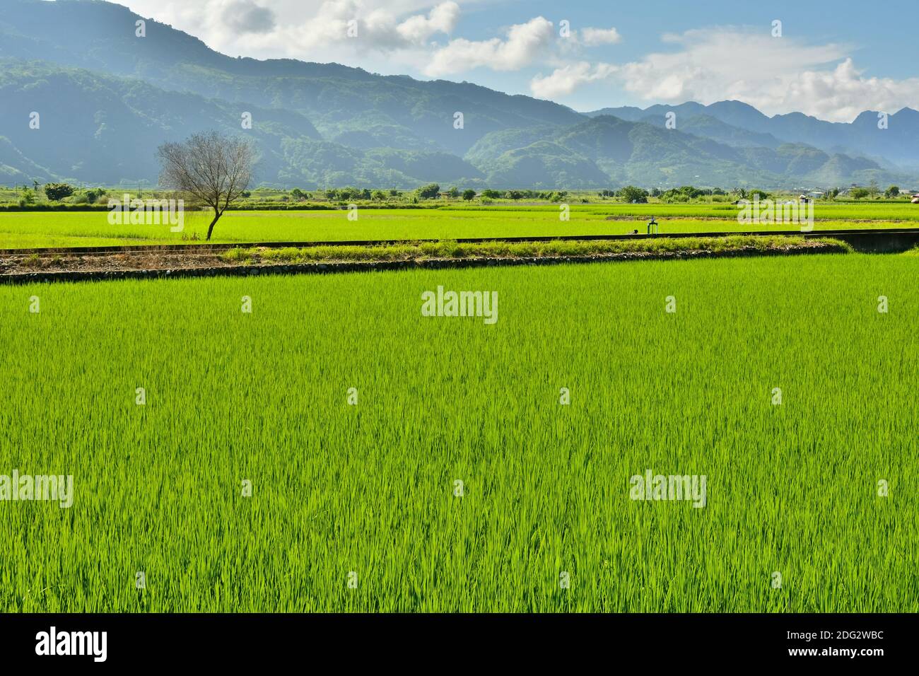 Rice farm in country Stock Photo - Alamy