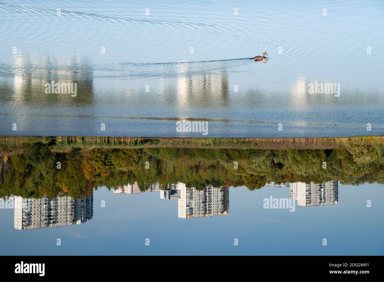 A duck is swimming in a lake, Moscow, Russia Stock Photo - Alamy