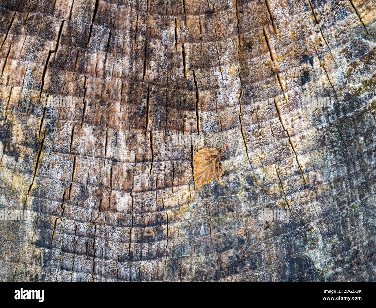 Aged wooden texture hi-res stock photography and images - Alamy